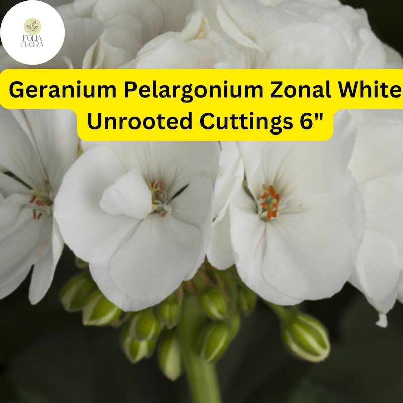 White Geraniums - Etsy