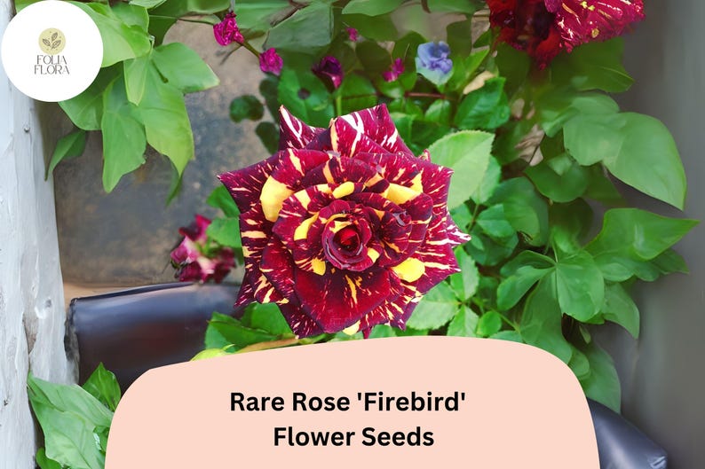 Firebird Rose Seeds | Multicolor Heirloom Bicolor Blooms - Etsy