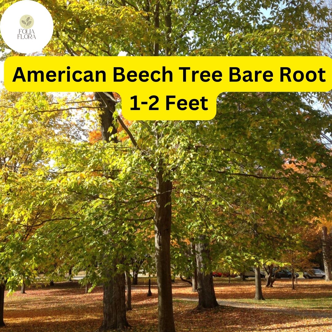 1 Fagus Grandifolia American Beech Tree - Live Bare Root Plant 1-2 Feet ...