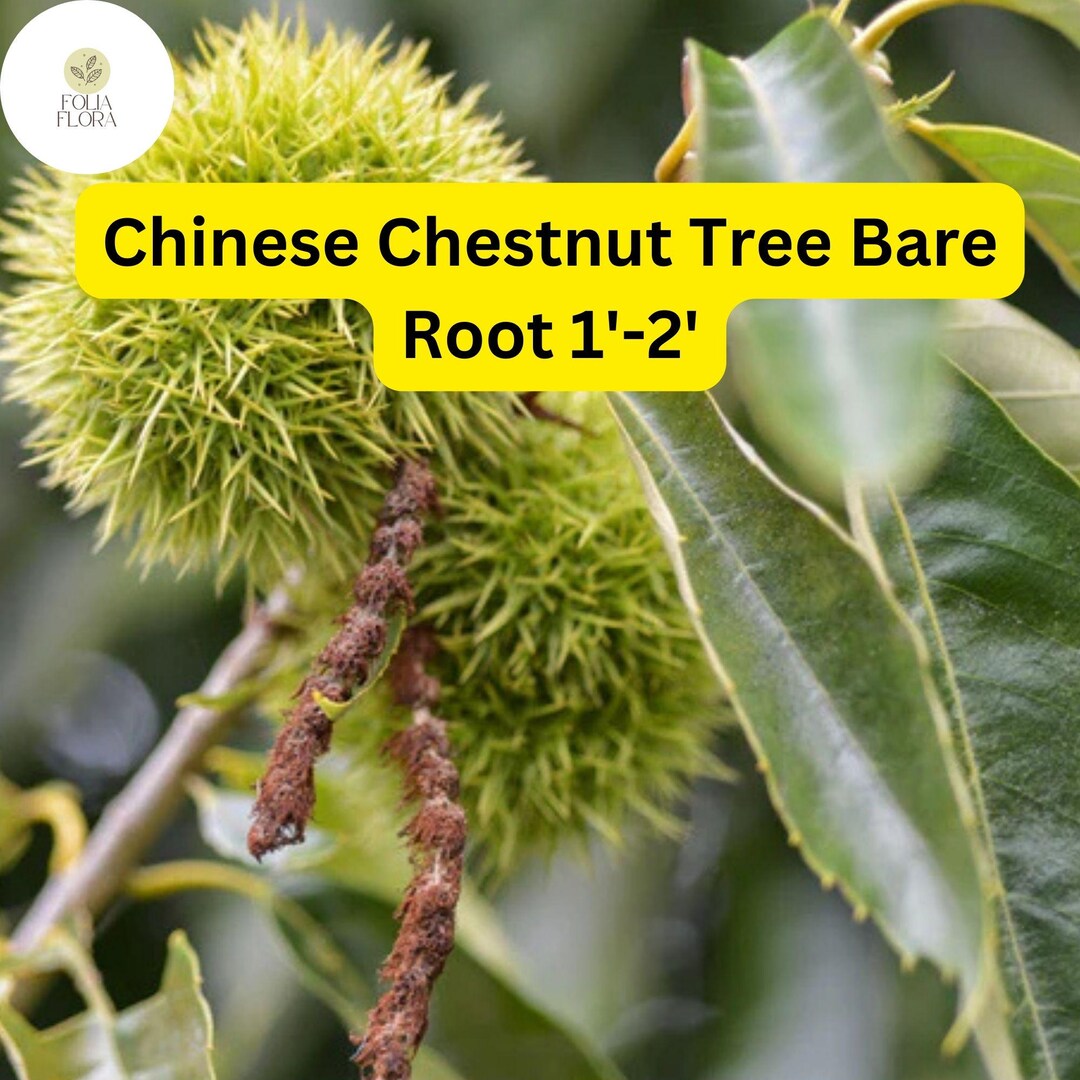 2 Castanea Mollissima Chinese Chestnut Tree - Live Bare Root Plant 1'-2 ...