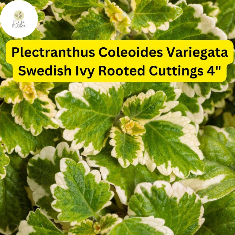 Plectranthus Coleoides ‘variegata’ | 3 Rooted Cuttings 4" Live Swedish ...
