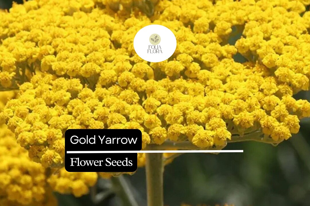 Gold Yarrow (achillea Filipendulina) | 500 - 10,000 Seeds – Drought ...