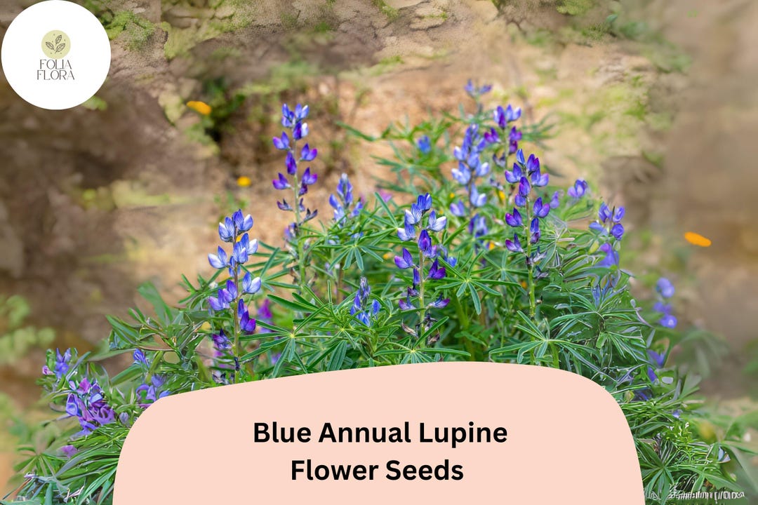 Lupinus Angustifolius Blue Annual Lupine Seeds – 25+ Vibrant ...