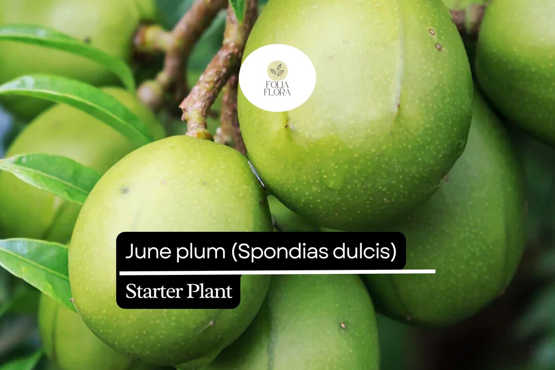 1 Starter Plant June Plum (spondias Dulcis) Tropical Fruit Tree 3’-4 ...