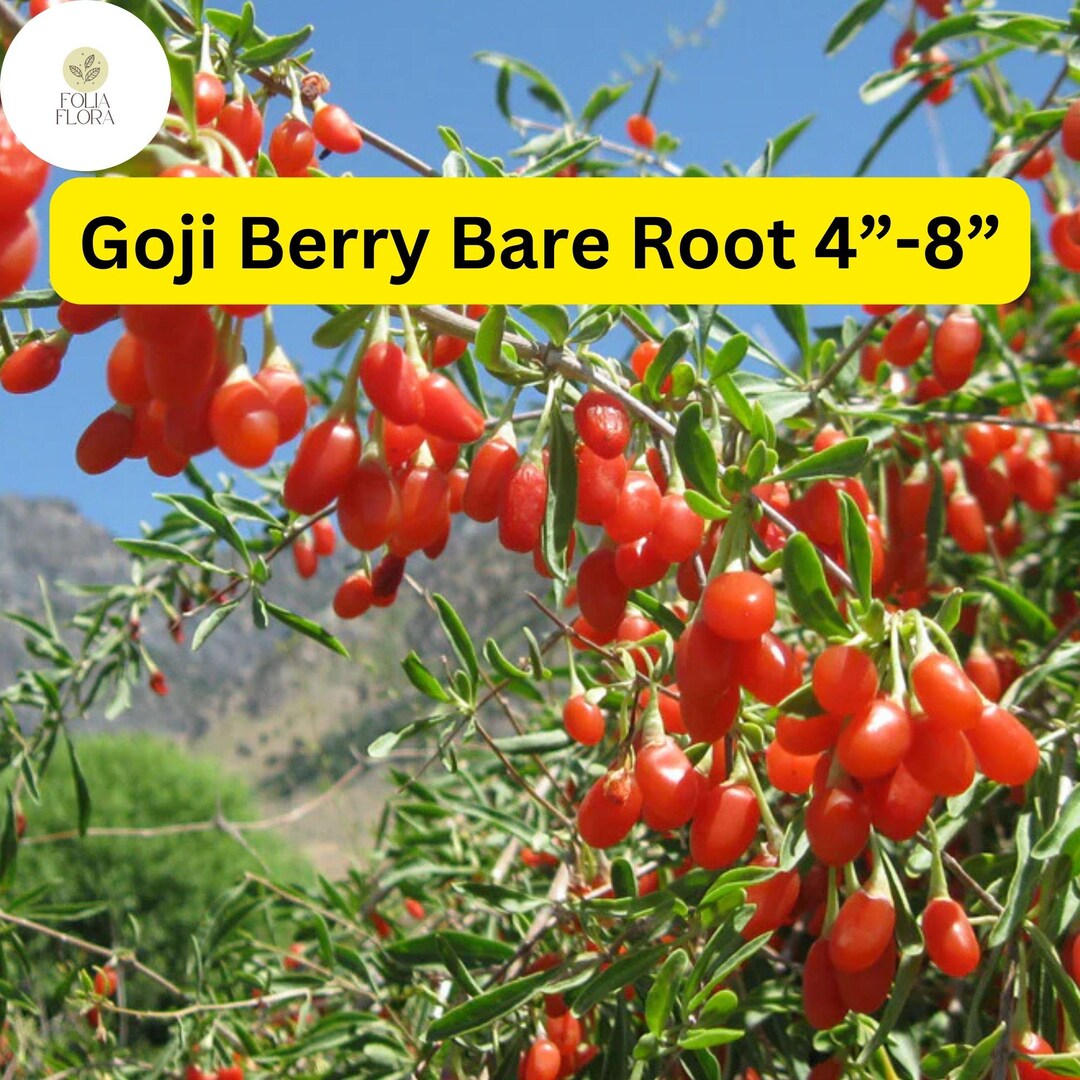 3 Bare Root Live Plants Goji Berry (lycium Barbarum) 4”-8” Ready to ...