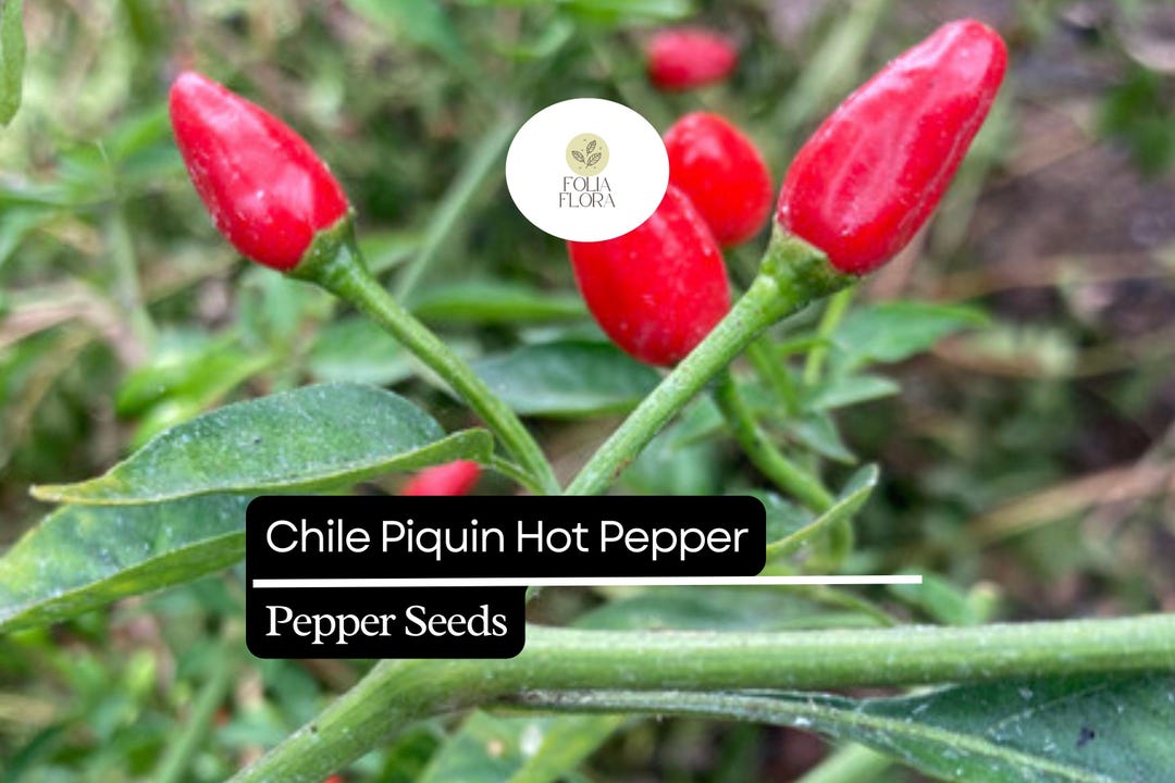 300mg Chile Piquin Hot Pepper Seeds | Capsicum Annuum | Heirloom, Non ...