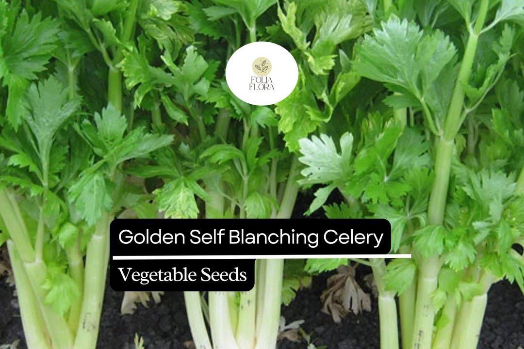 500 Seeds Golden Self-blanching Celery (apium Graveolens) – Heirloom ...