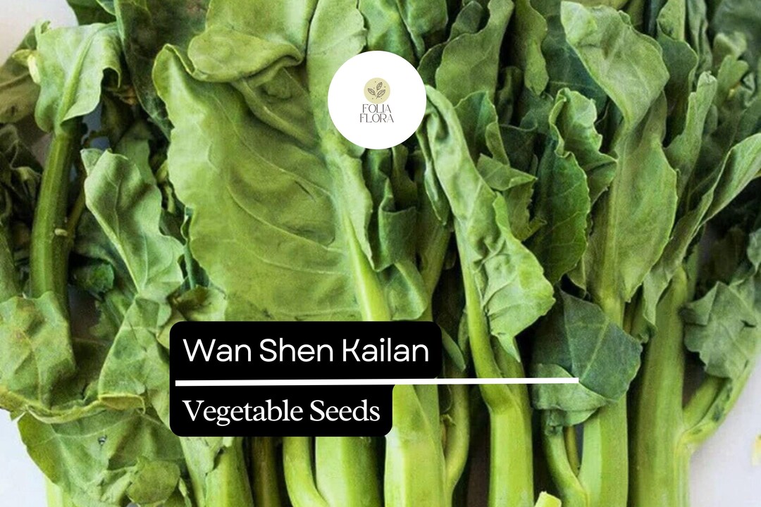 500mg Wan Shen Kailan Seeds Brassica Oleracea | Chinese Broccoli ...