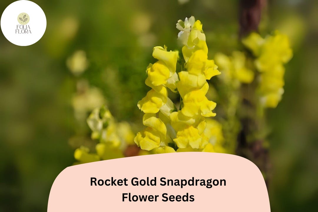 Antirrhinum Majus Rocket Gold Snapdragon Seeds – 1000+ Bright Golden ...