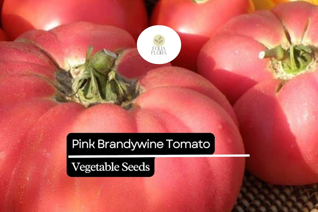 30 Seeds Pink Brandywine Tomato - Solanum Lycopersicum | Heirloom ...
