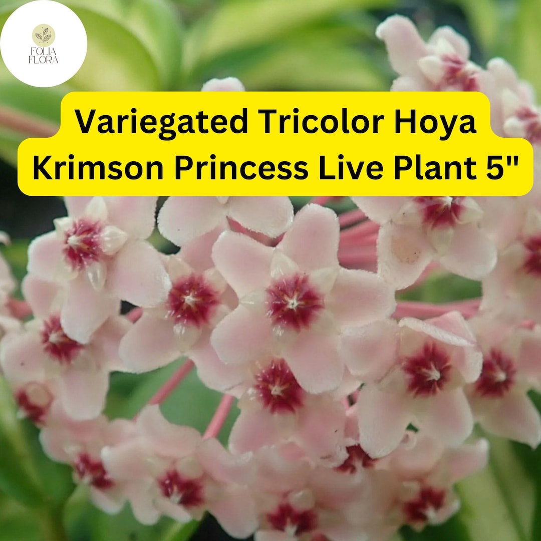 Hoya Carnosa Krimson Princess – Variegated Tricolor Wax Plant, Live ...