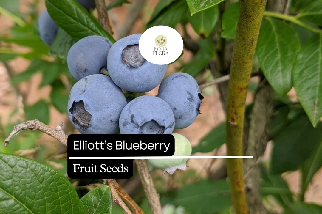 Elliott's Blueberry Seeds | Wild Native Shrub, Pollinator Friendly (25 ...