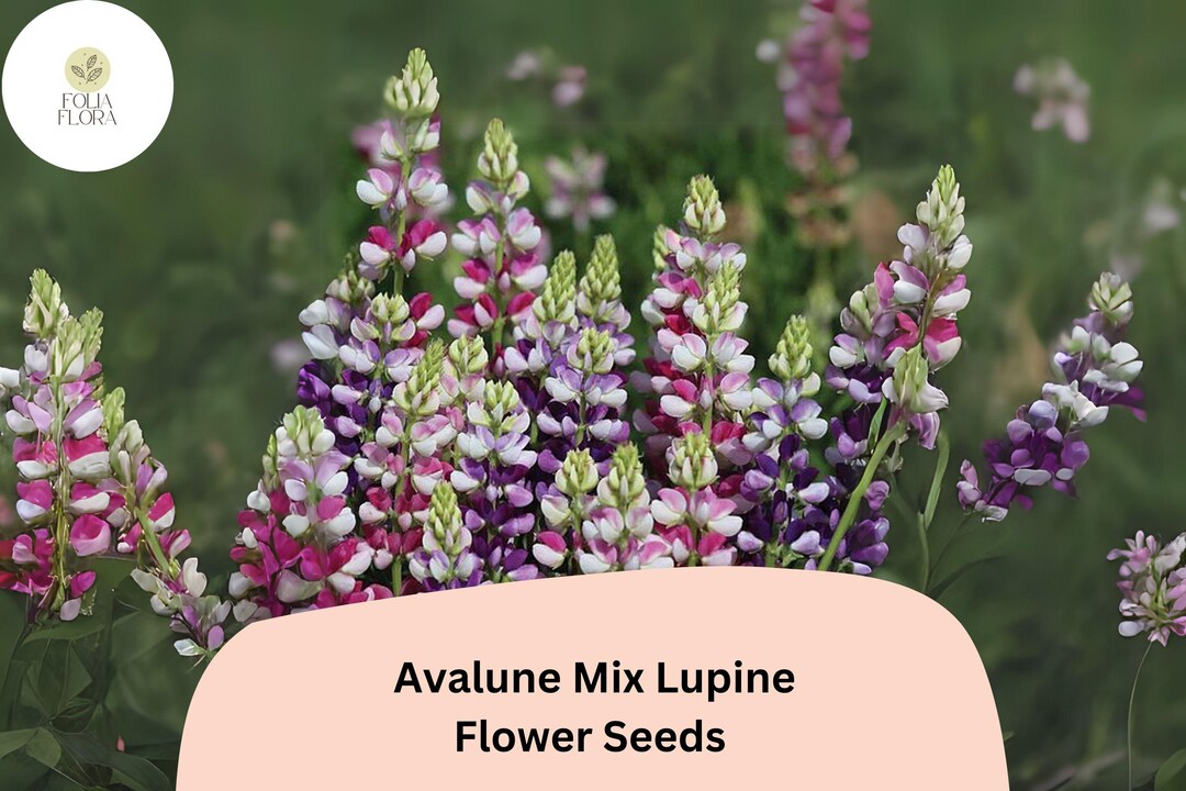 Lupinus Avalune Mix Lupine Seeds – 25+ Stunning Bicolor Wildflowers for ...