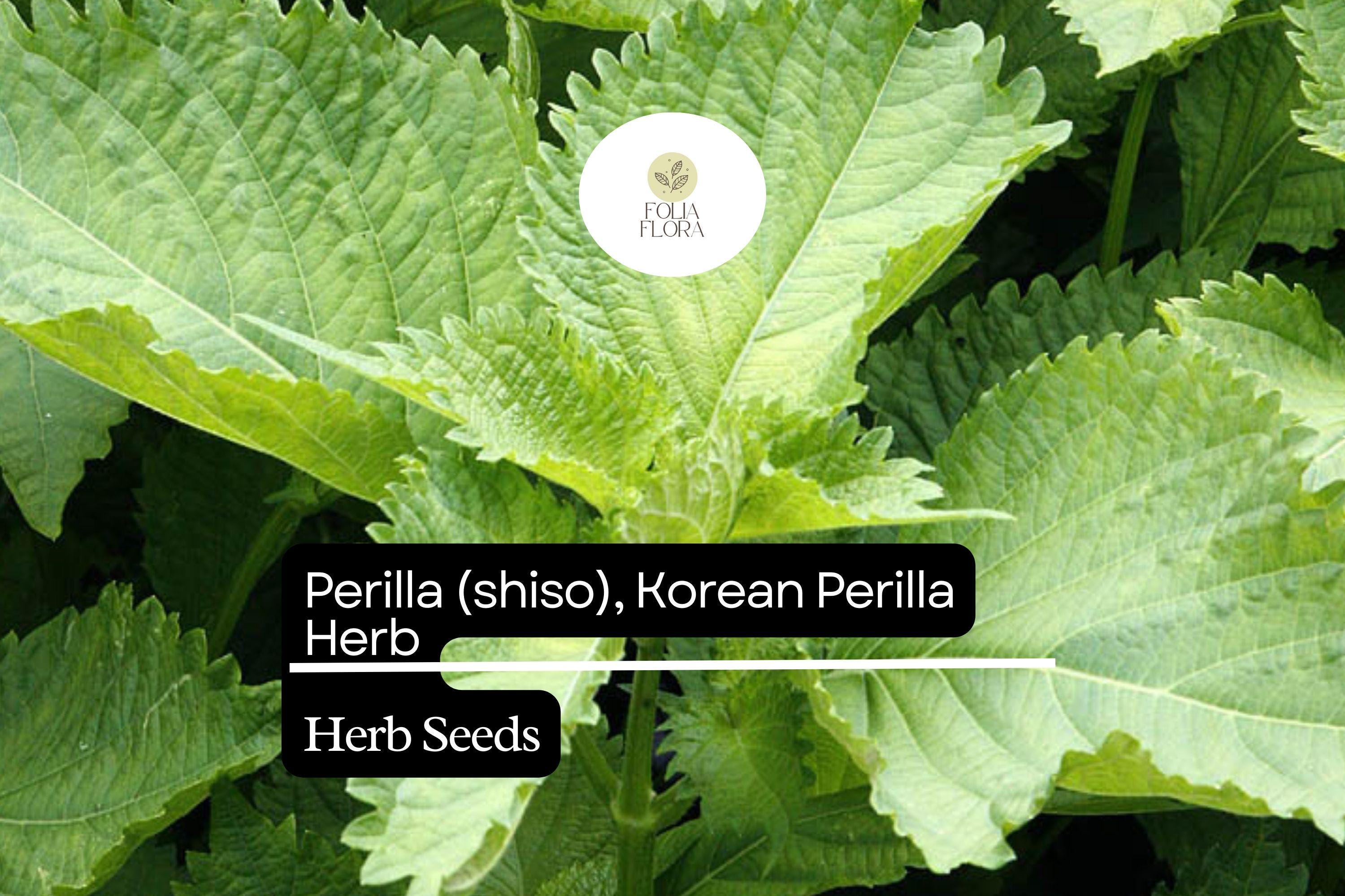 Perilla Shiso Korean Perilla Herb Seeds 500mg | Perilla Frutescens ...