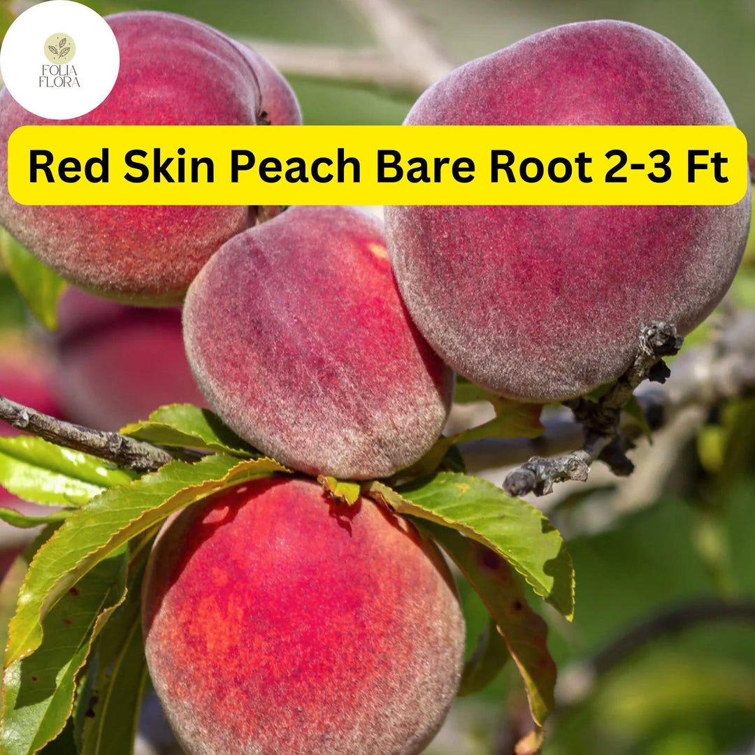 1 Bare Root Red Skin Peach Tree (prunus Persica) 2-3 Ft Tall Live Fruit ...