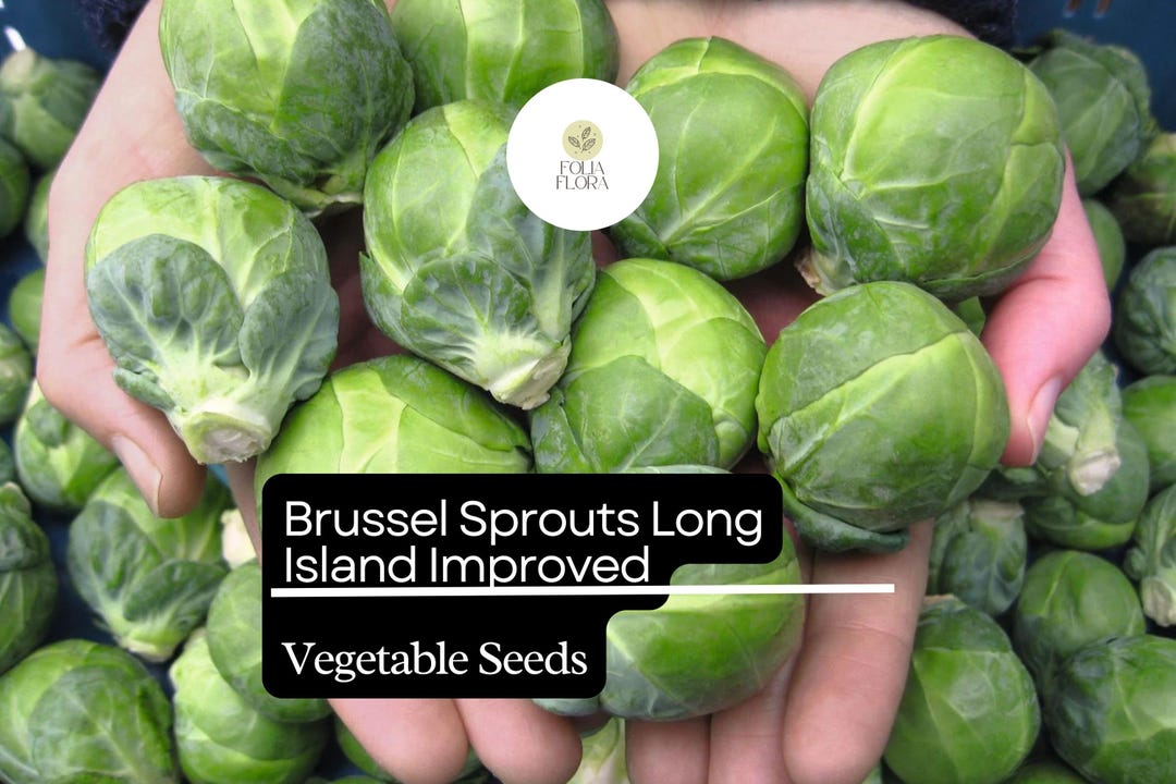 500+ Long Island Brussels Sprouts Seeds – Heirloom, Cold-hardy Variety ...