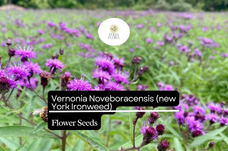 100 Vernonia Noveboracensis Seeds, New York Ironweed, Tall Native ...