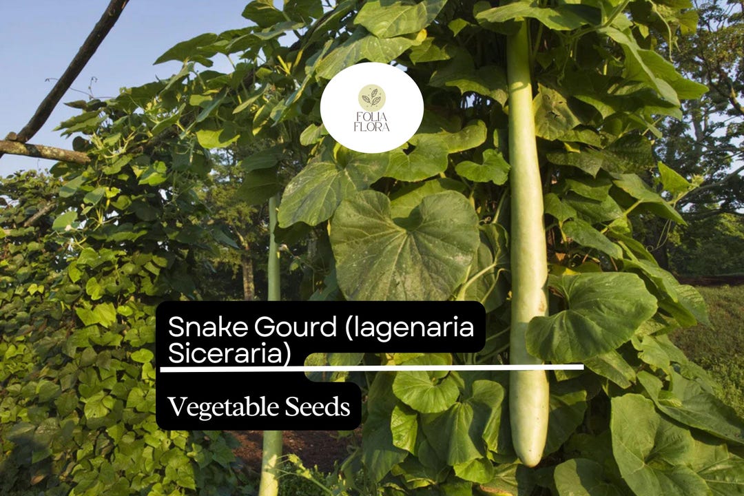 10 Seeds Snake Gourd | Lagenaria Siceraria | Heirloom, Non-gmo Exotic ...