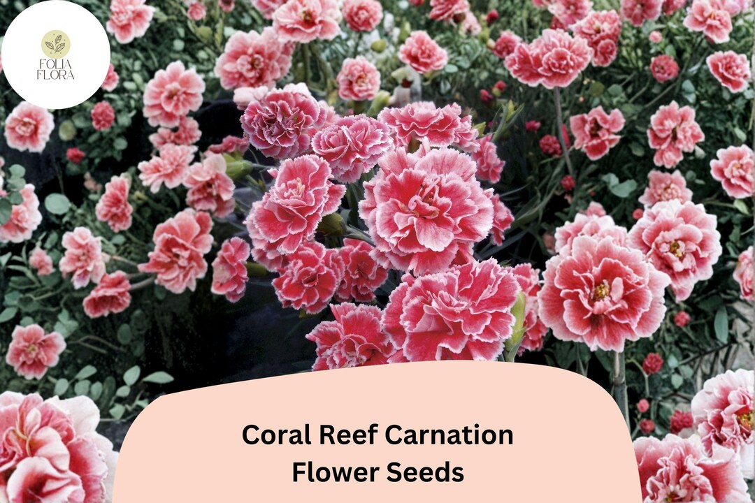 Coral Reef Carnation Seeds | Dianthus Caryophyllus, Coral Pink Blooms ...