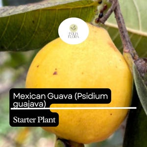 1 Starter Plant Mexican Guava (psidium Guajava) Fruit Tree 1’-2’ Live ...