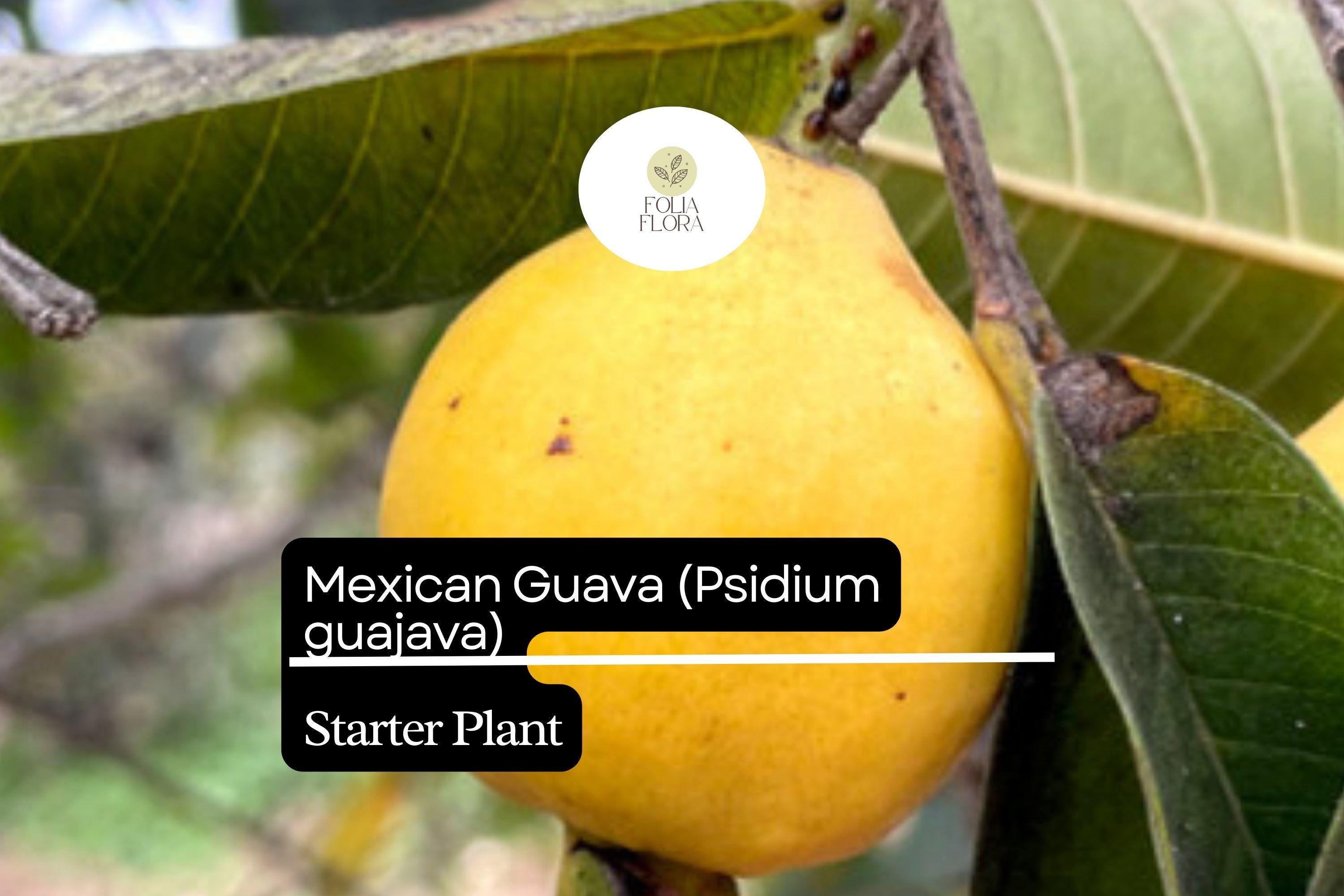 Mexican Guava Starter Plant, Live Tropical Fruit Tree (1-2') - Etsy