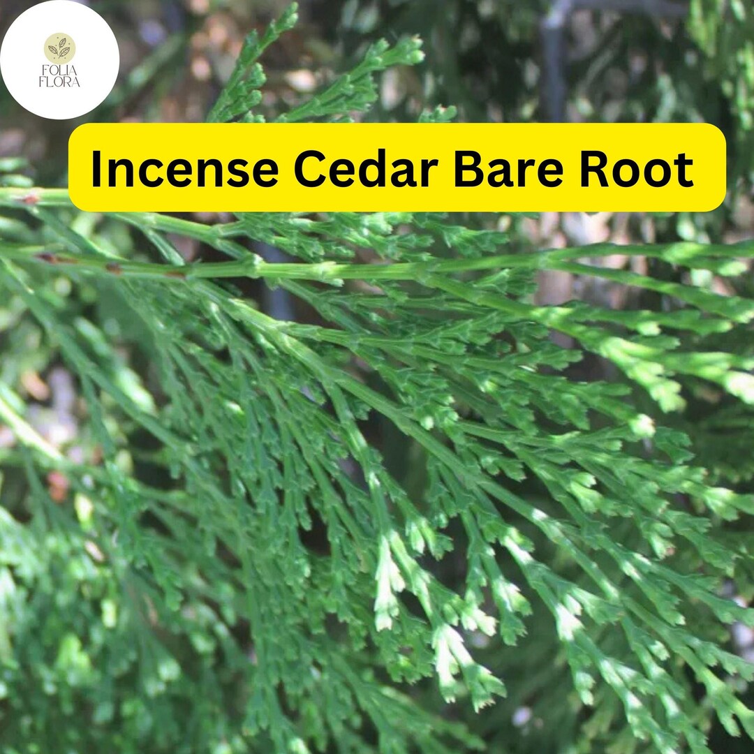 5 Incense Cedar Tree Seedlings, Live Bare Root Plants, Calocedrus ...
