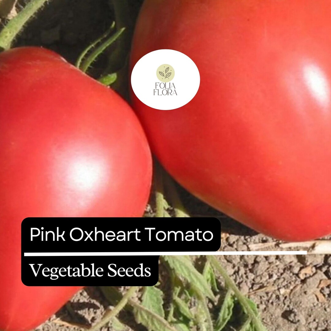 30 Pink Oxheart Tomato Seeds (solanum Lycopersicum) – Heirloom, Non-gmo ...