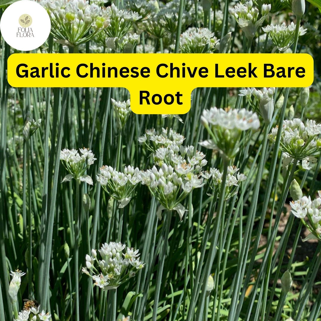 30 Bare Roots Live Plants Fresh Garlic Chives Chinese Leeks (allium ...