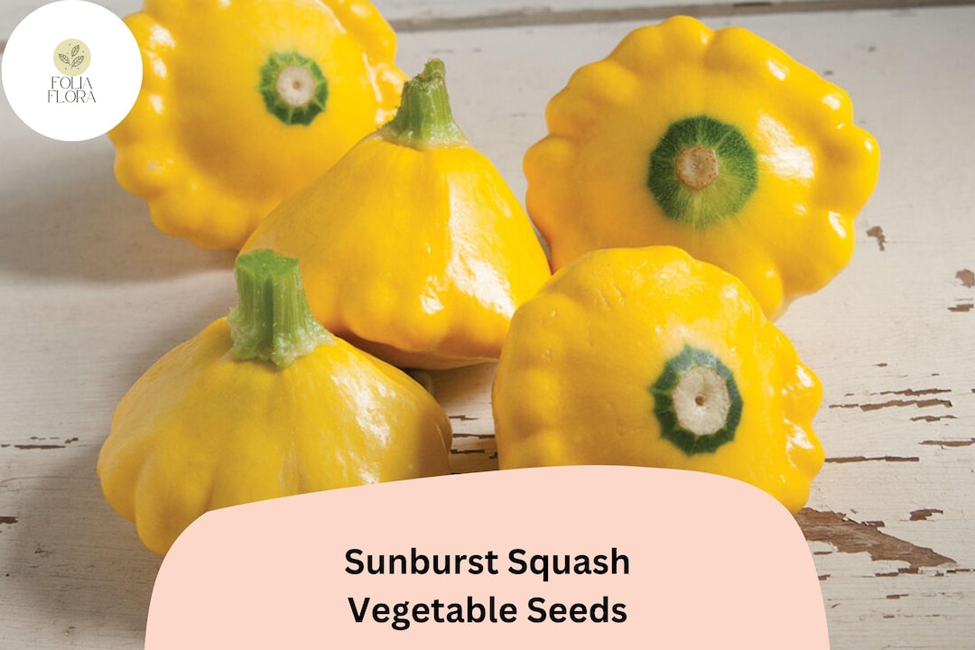 25+ Sunburst Squash Seeds for Planting | Bright Yellow Patty Pan Summer ...