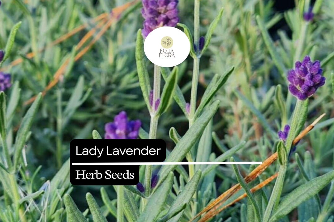 25 Seeds Lady Lavender, Lavandula Angustifolia, Fragrant Perennial Herb ...