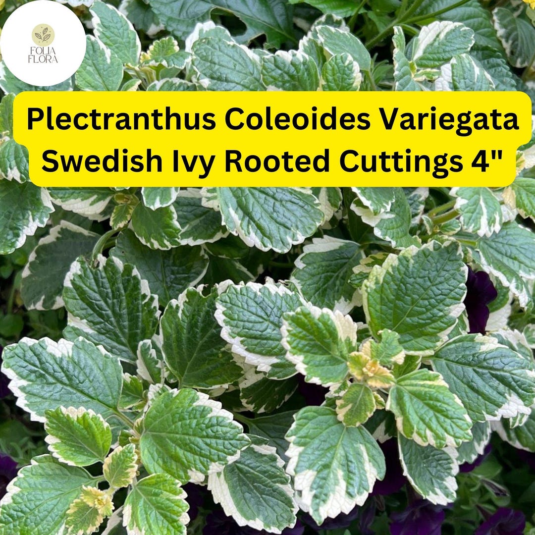 Plectranthus Coleoides ‘variegata’ | 3 Rooted Cuttings 4" Live Swedish ...