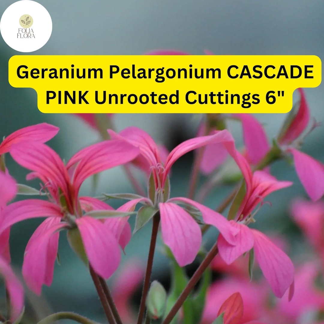 Geranium Pelargonium ‘cascade Pink’ | 3 Live 6” Unrooted Cuttings ...