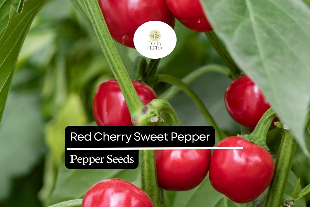 25 Sweet Red Cherry Pepper Seeds – Heirloom, Non-gmo, Mild & Flavorful ...