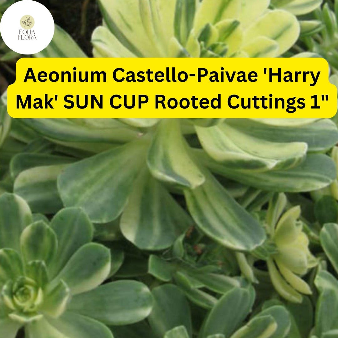 Aeonium Castello-paivae ‘harry Mak’ Sun Cup | 3 Rooted Cuttings 1" Live ...