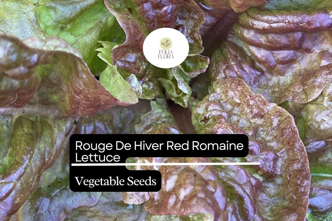 Rouge De Hiver Lettuce Seeds – Heirloom Red Romaine, Cold Hardy - Etsy