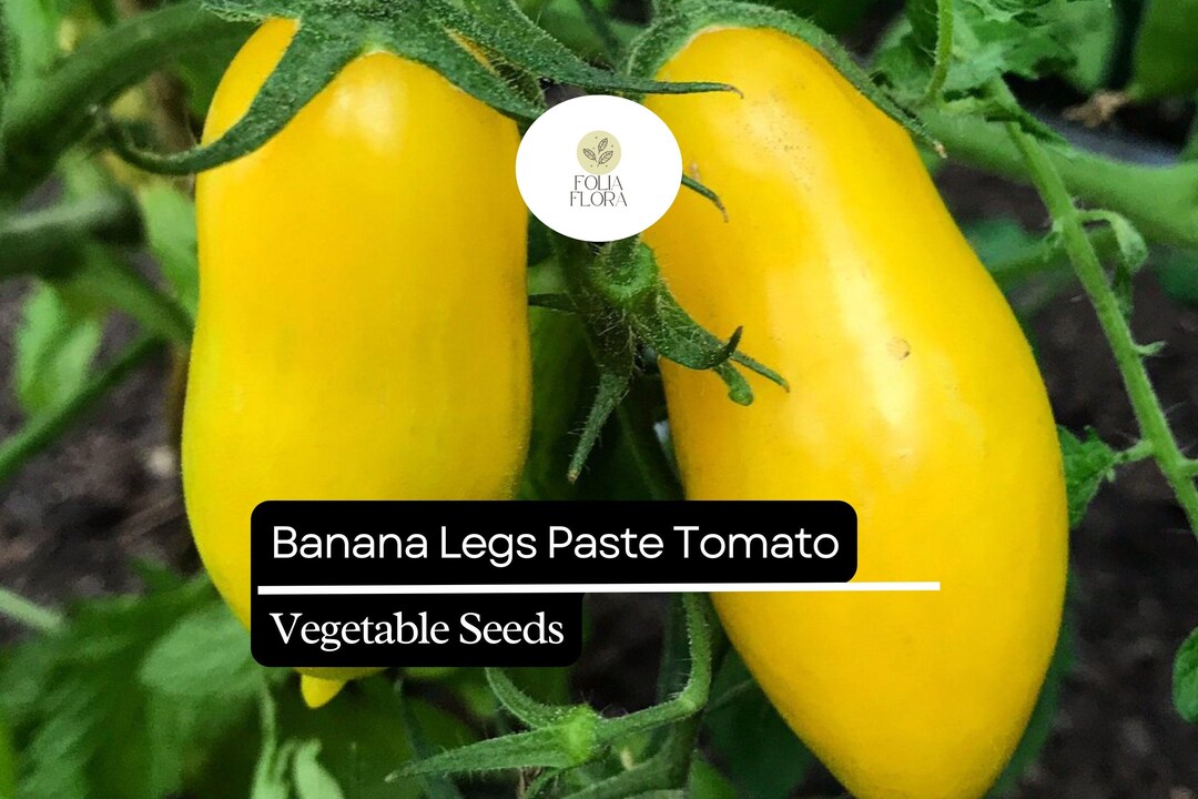 Banana Legs Tomato Seeds – Heirloom Yellow Paste Tomato for Sauces - Etsy
