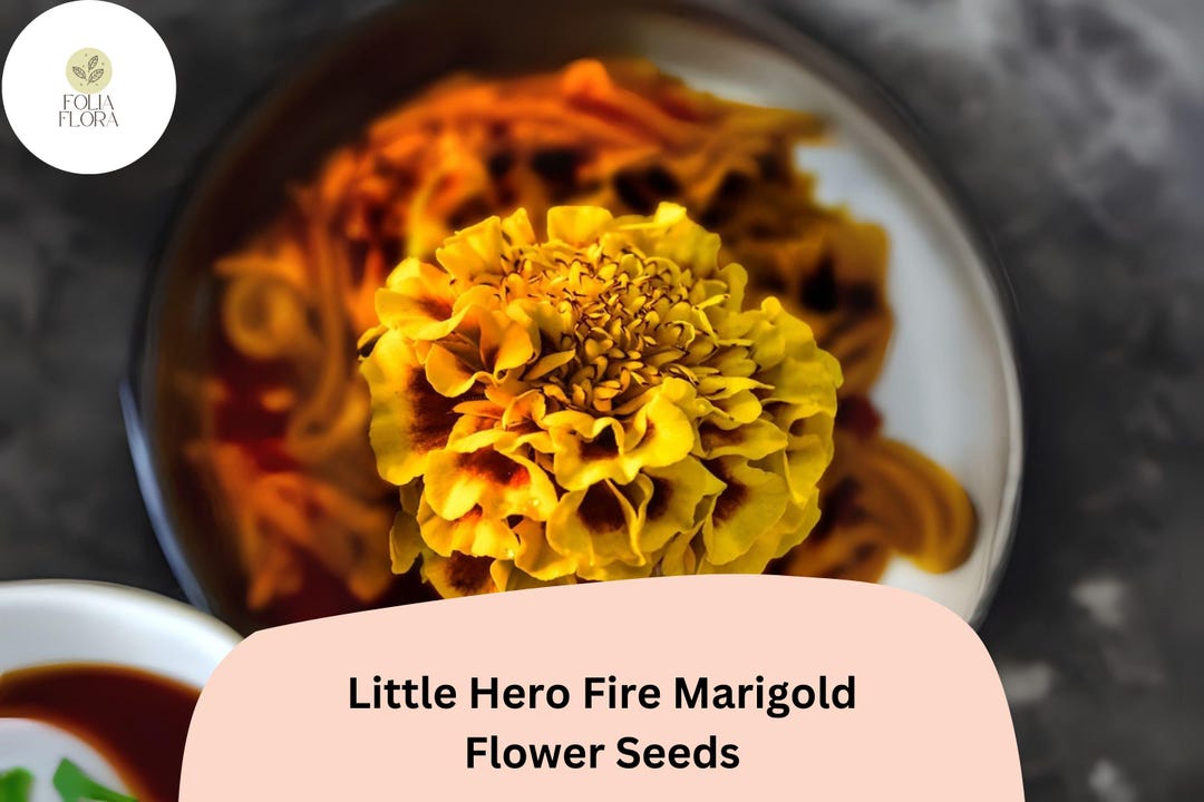 Fire Marigold Seeds | Tagetes Patula, Red-orange Blooms - Etsy