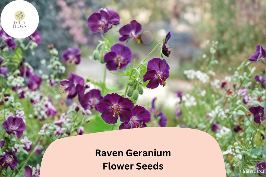 25+ Raven Geranium Seeds | Dark Purple Hardy Perennial | Geranium ...