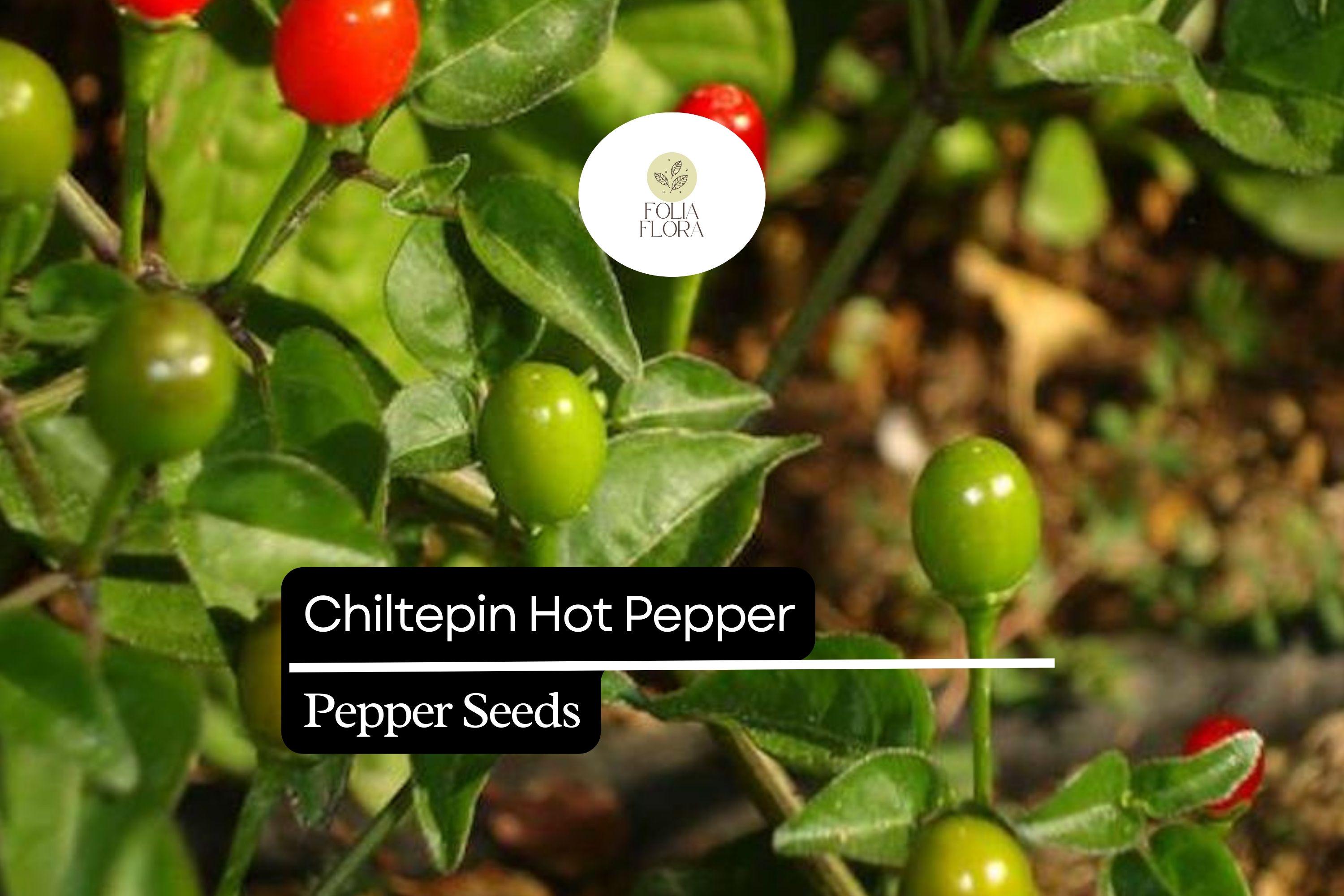 250mg Chiltepin Hot Pepper Seeds Capsicum Annuum | Wild Chili, Very Hot ...
