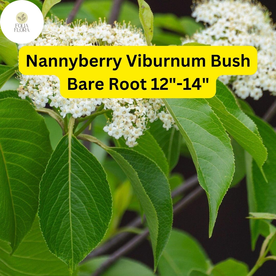 1 Nannyberry Viburnum Bush (viburnum Lentago) – Live Bare Root Plant 12 ...