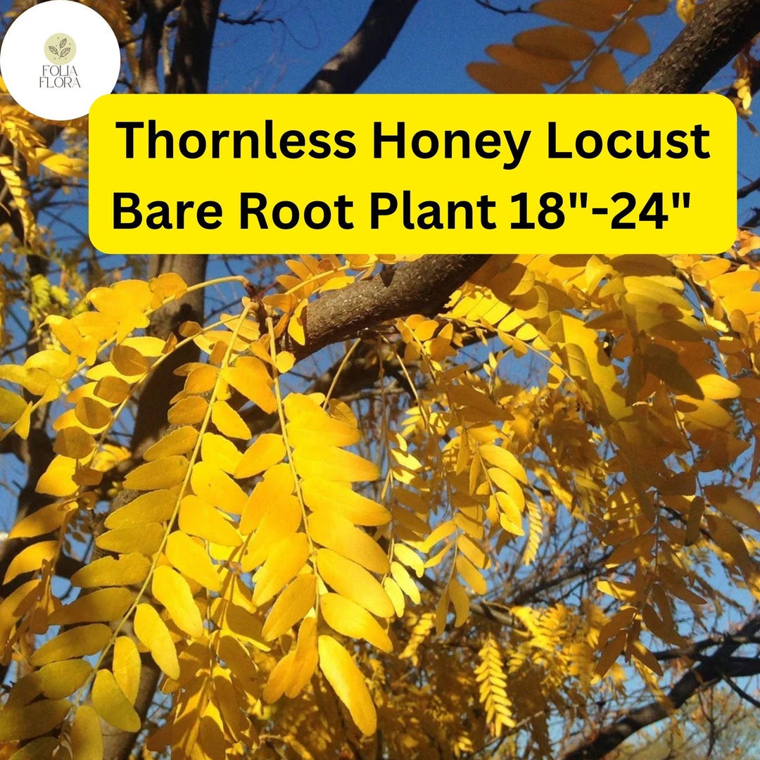 1 Live Bare Root Plant Thornless Honey Locust Tree (gleditsia ...