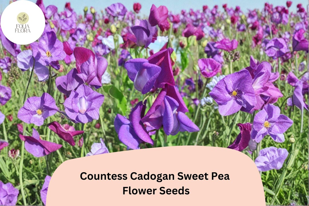 50+ Countess Cadogan Sweet Pea Seeds | Purple Flower for Garden & Cut ...