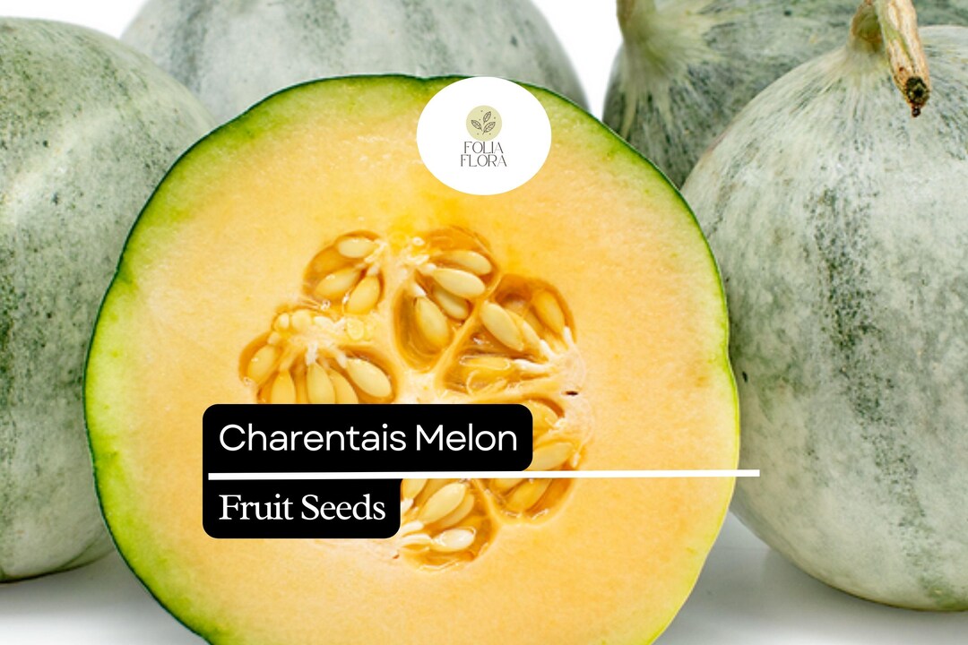 25 Seeds Charentais Melon (cucumis Melo) – French Heirloom Melon With ...