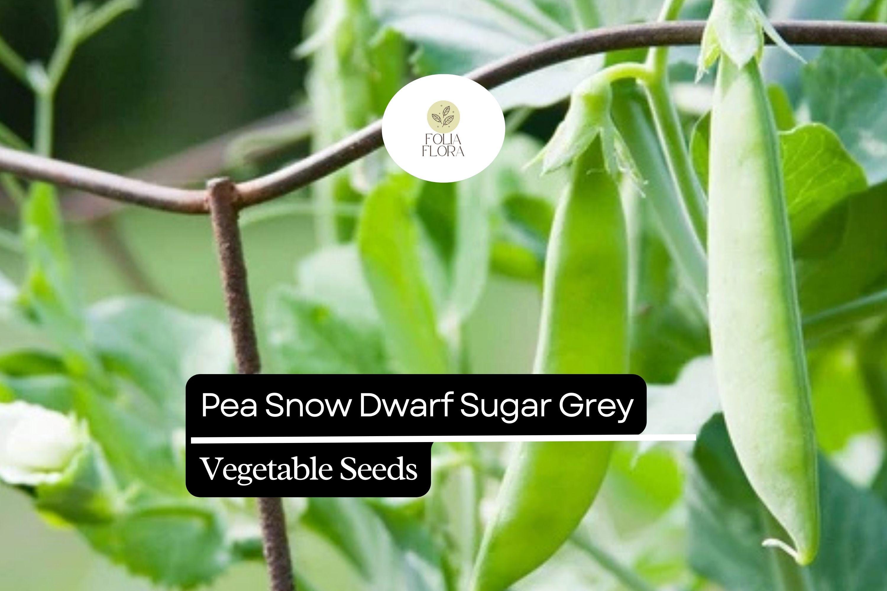 5g Pea Snow Dwarf Sugar Grey Seeds Pisum Sativum Heirloom, Non-gmo ...