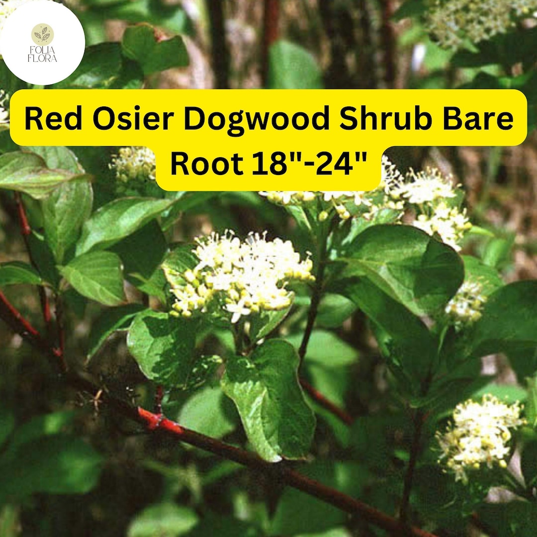 Red Osier Dogwood Shrub – Bare Root Plant, Vibrant Winter Color - Etsy