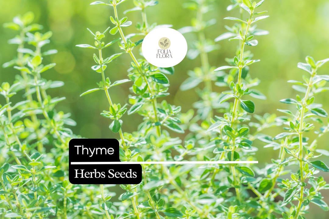 1100 Seeds Thyme (thymus Vulgaris) – Culinary Herb for Cooking, Seasoning, and Pollinator ...