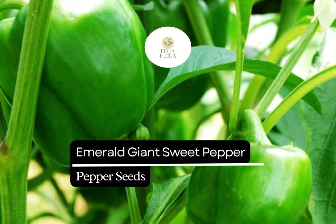 Emerald Giant Sweet Pepper Seeds - Heirloom Non-gmo Bell Pepper - Etsy