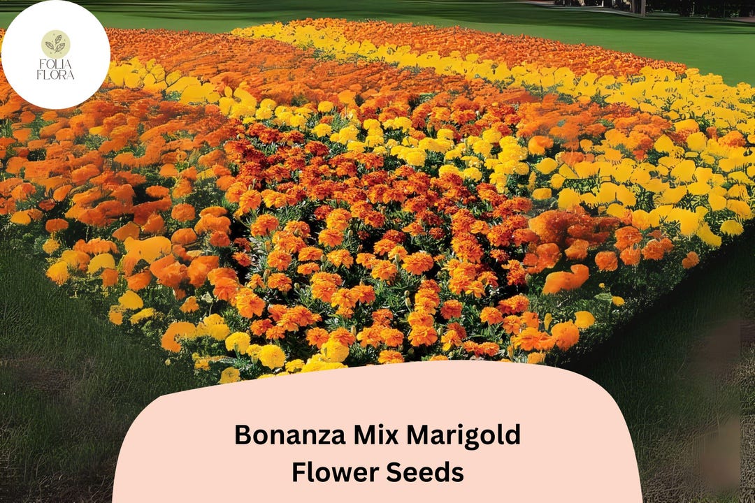 25+ Bonanza Mix Marigold Seeds | Tagetes Patula | Dwarf French Marigold ...