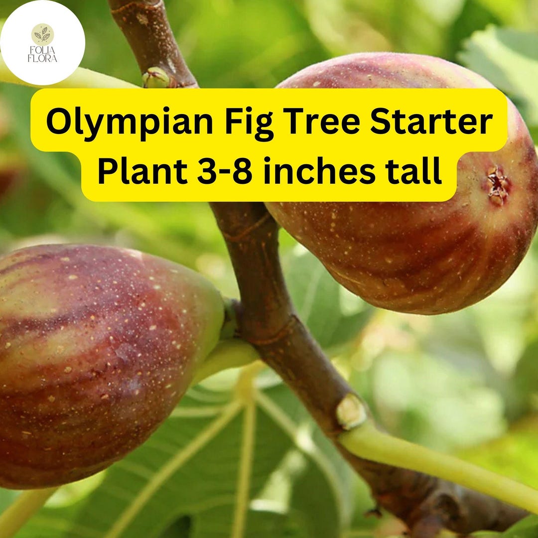1 Olympian Fig Tree, Live Starter Plant, Ficus Carica, Hardy Edible ...