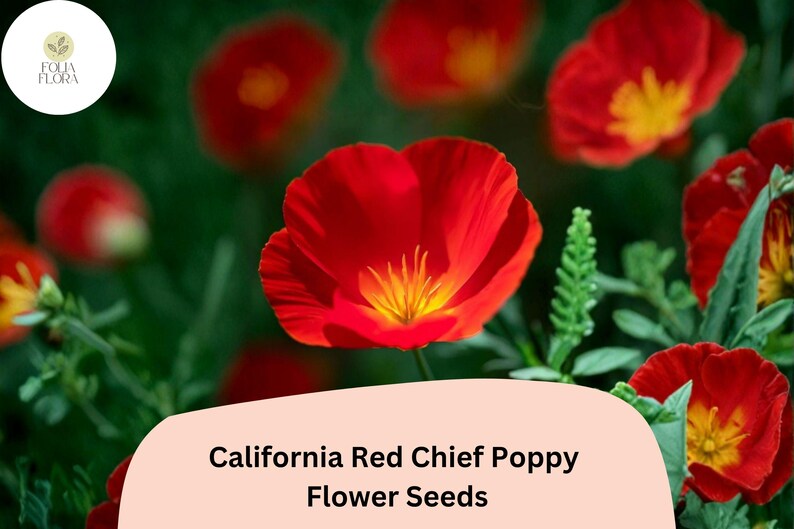 200+ California Red Chief Poppy Seeds for Garden Planting - Stunning ...